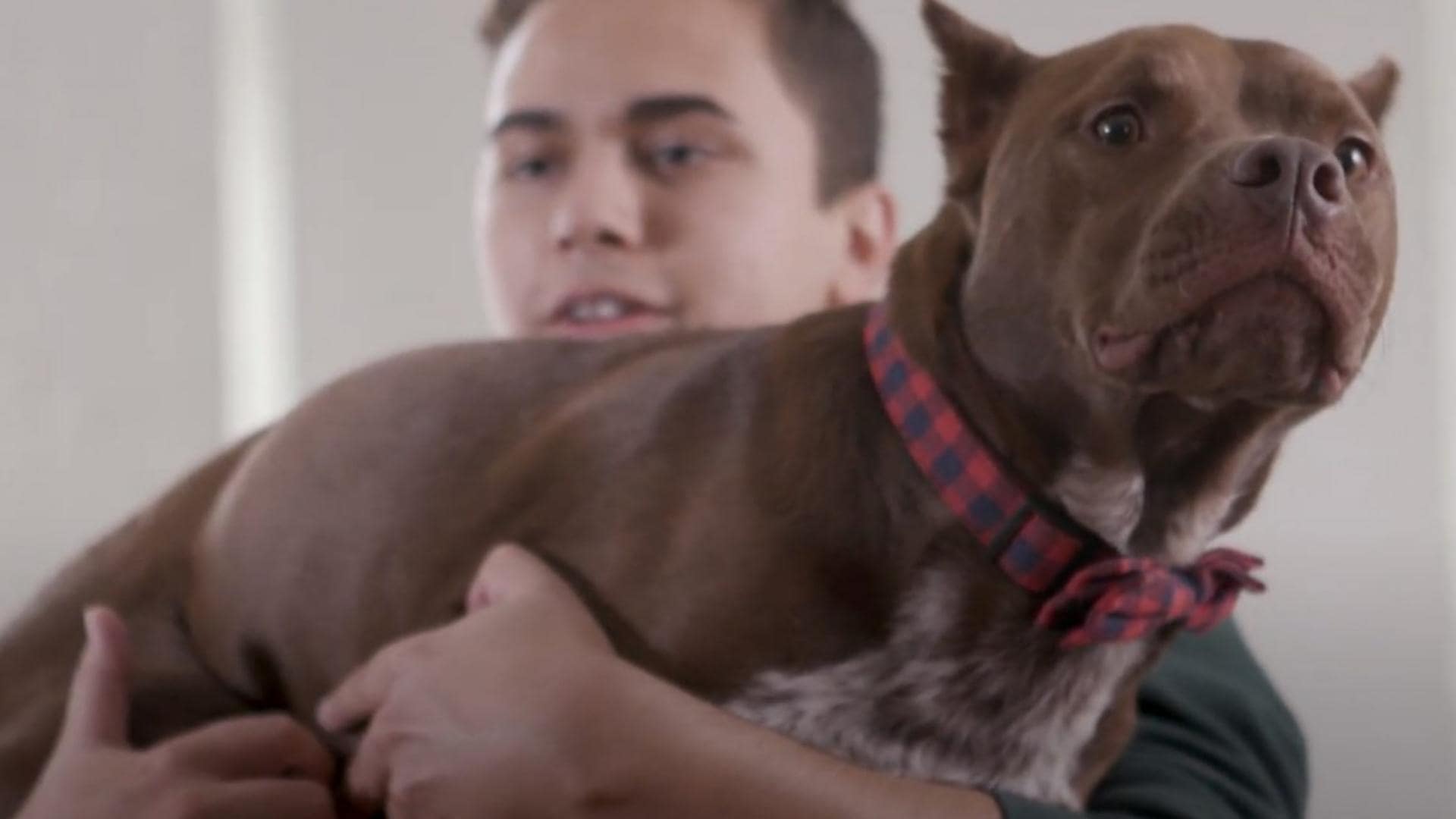 Dog Yelps When Picked Up Under Chest (7 Reasons & Solutions)