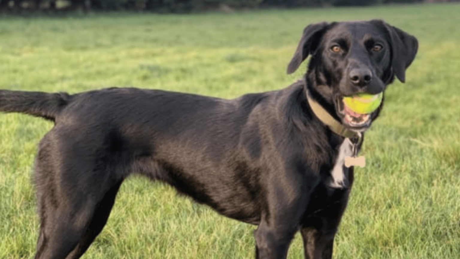 Kelpie Lab Mix (Kelpador): All You Need To Know