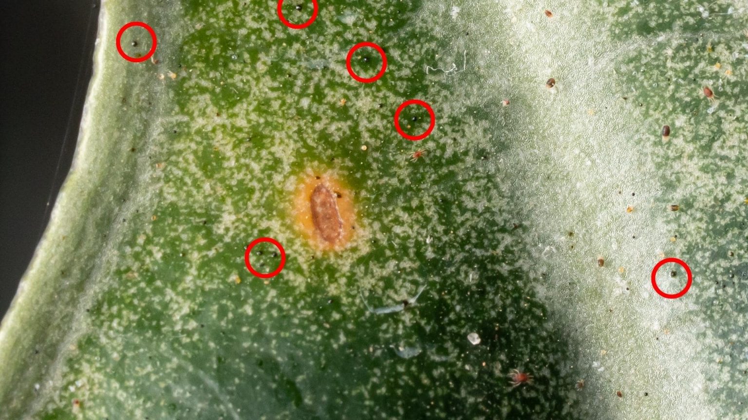 What Are These Tiny Black Bugs On My Dog? (8 Possible Bugs)