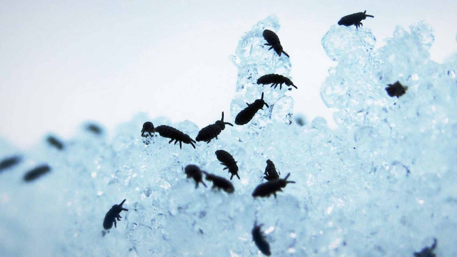 What Are These Tiny Black Bugs On My Dog? (8 Possible Bugs)