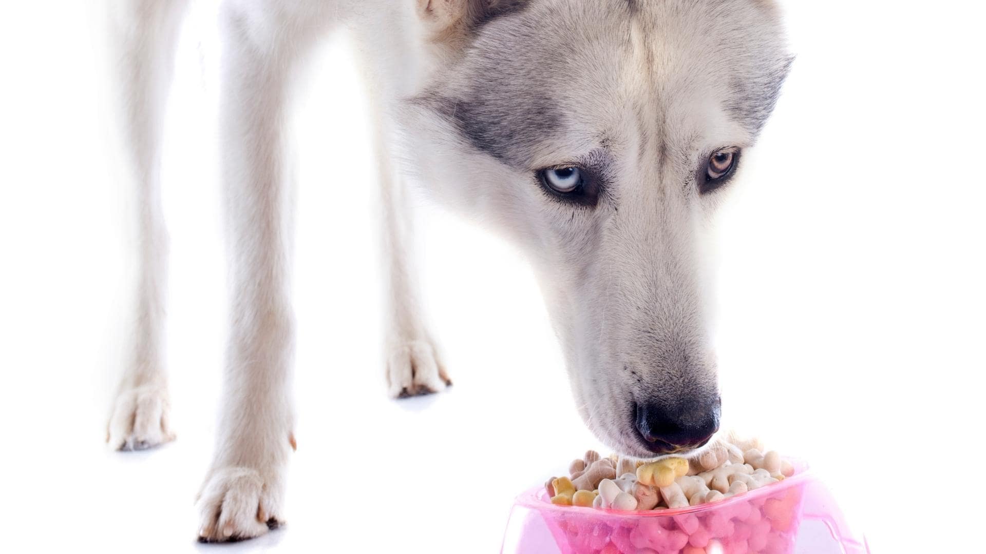 What Do Huskies Eat? (Including What Huskies Can & Can't Eat)