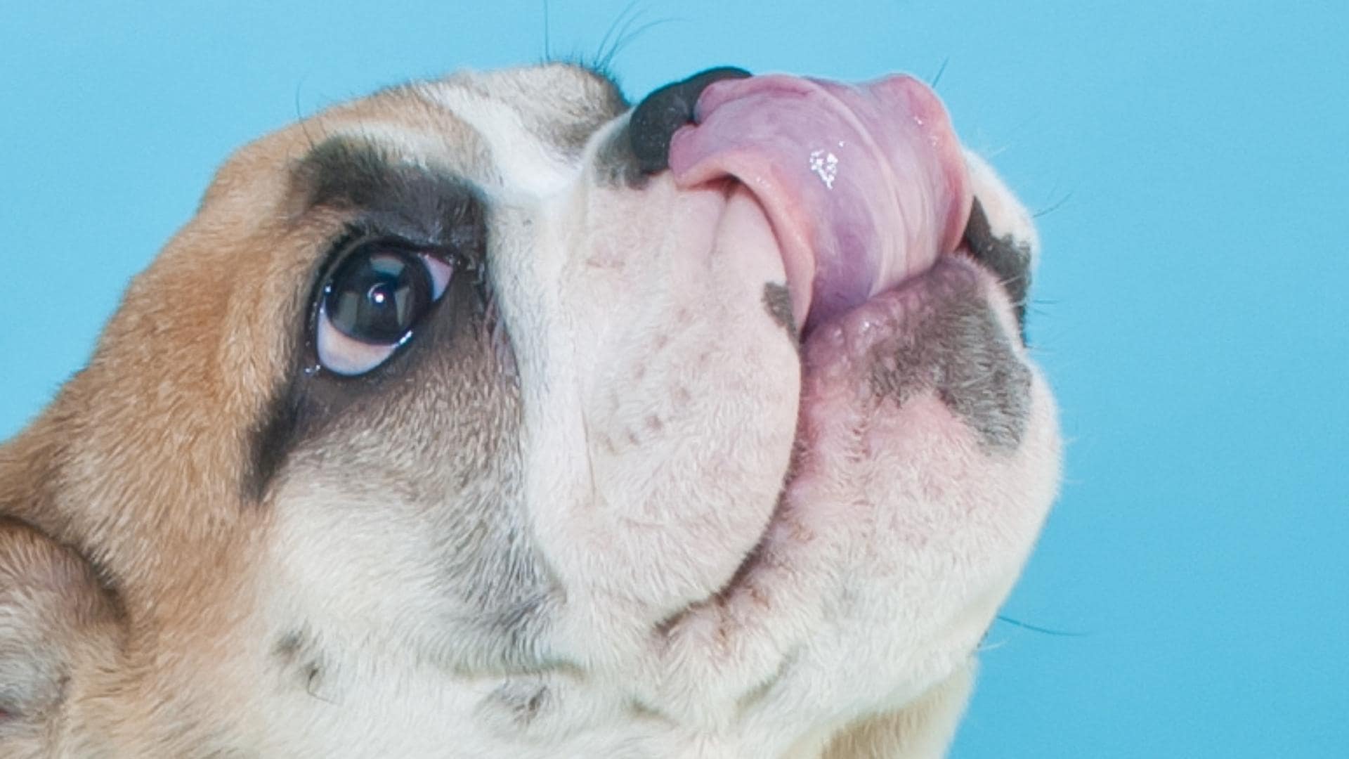 Why Are Dogs Lips Black? (7 Reasons + Why Lips Change Color)