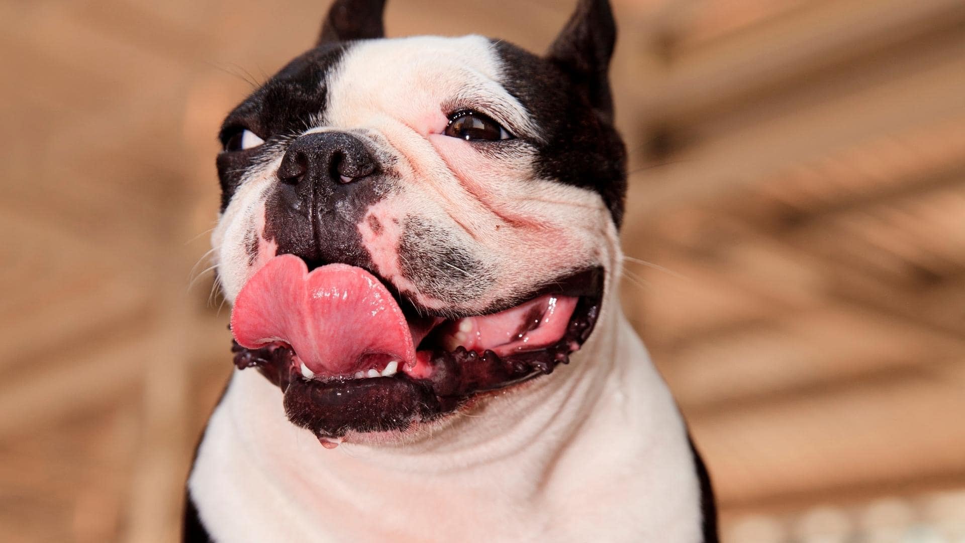 Why Are My Dog's Lips Turning Pink? 10 Causes & How To Fix It