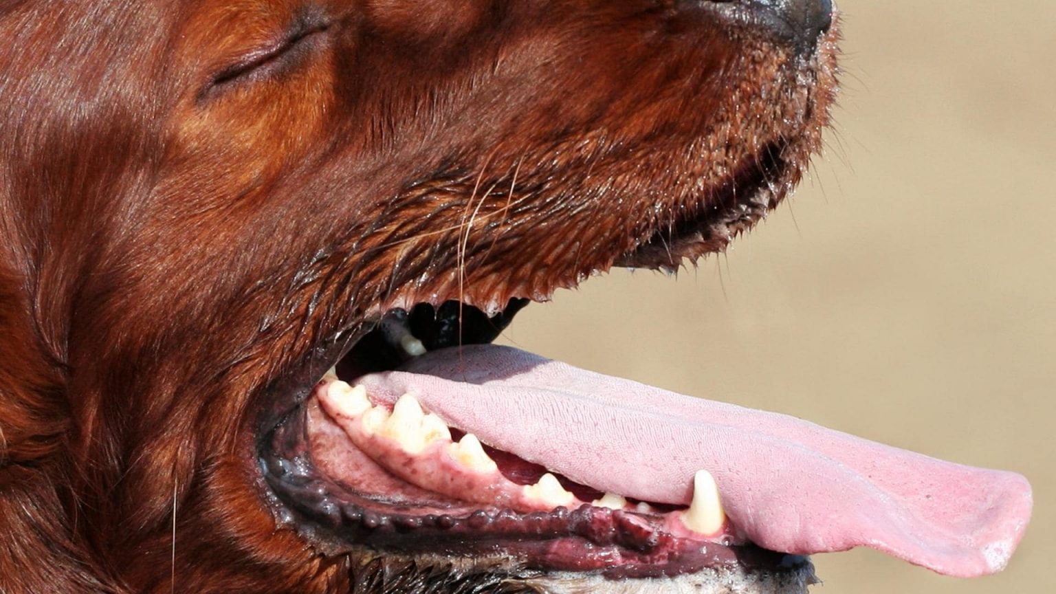 Why Are My Dog's Lips Turning Pink? 10 Causes & How To Fix It