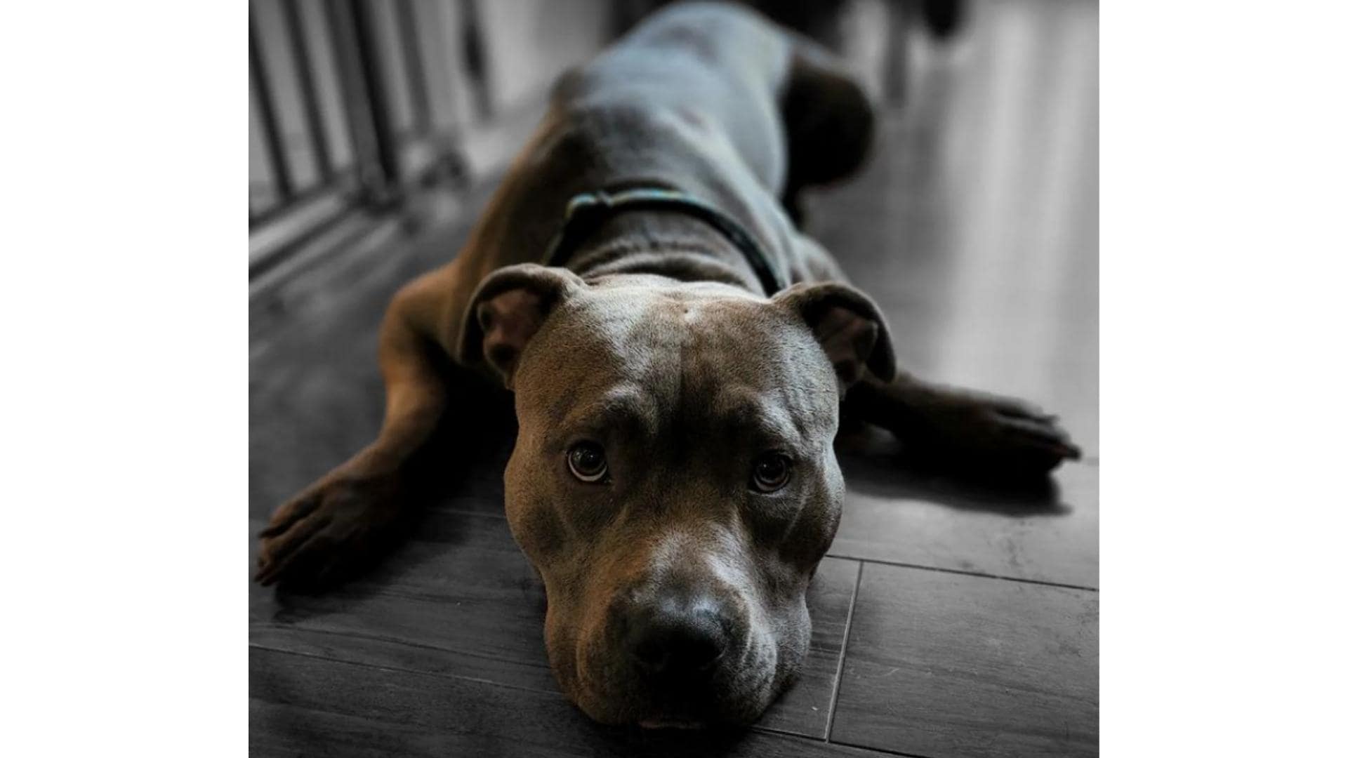 Blue American Bully: FAQs, Pictures, Cost, Care Guide & More!