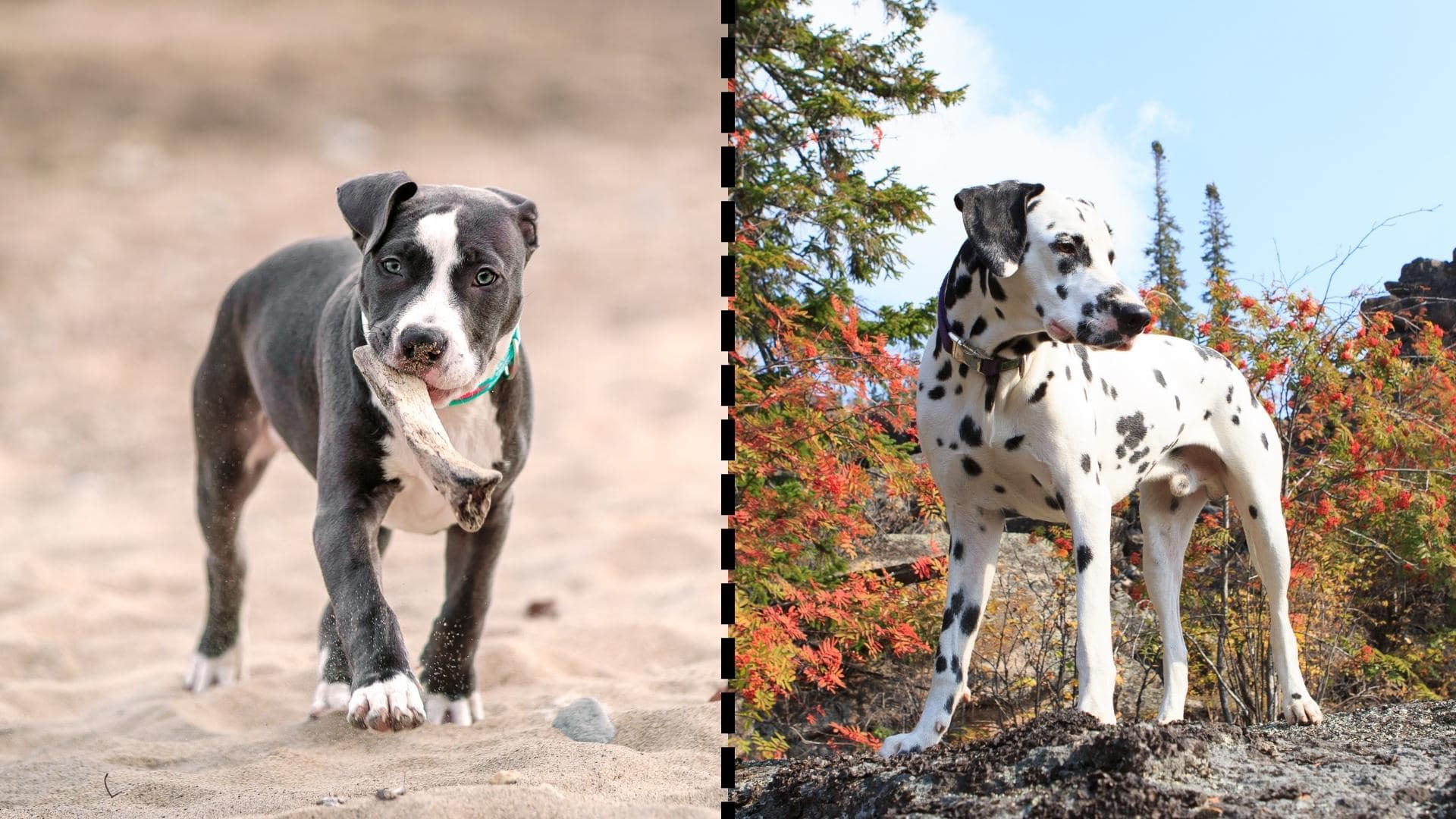 Dalmatian Pitbull Mix (AKA The Pitmation): Complete Guide