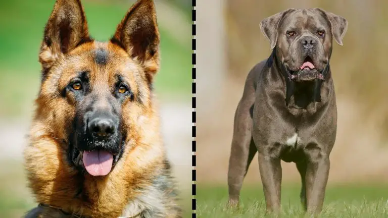 The Cane Corso German Shepherd Mix: All You Need To Know