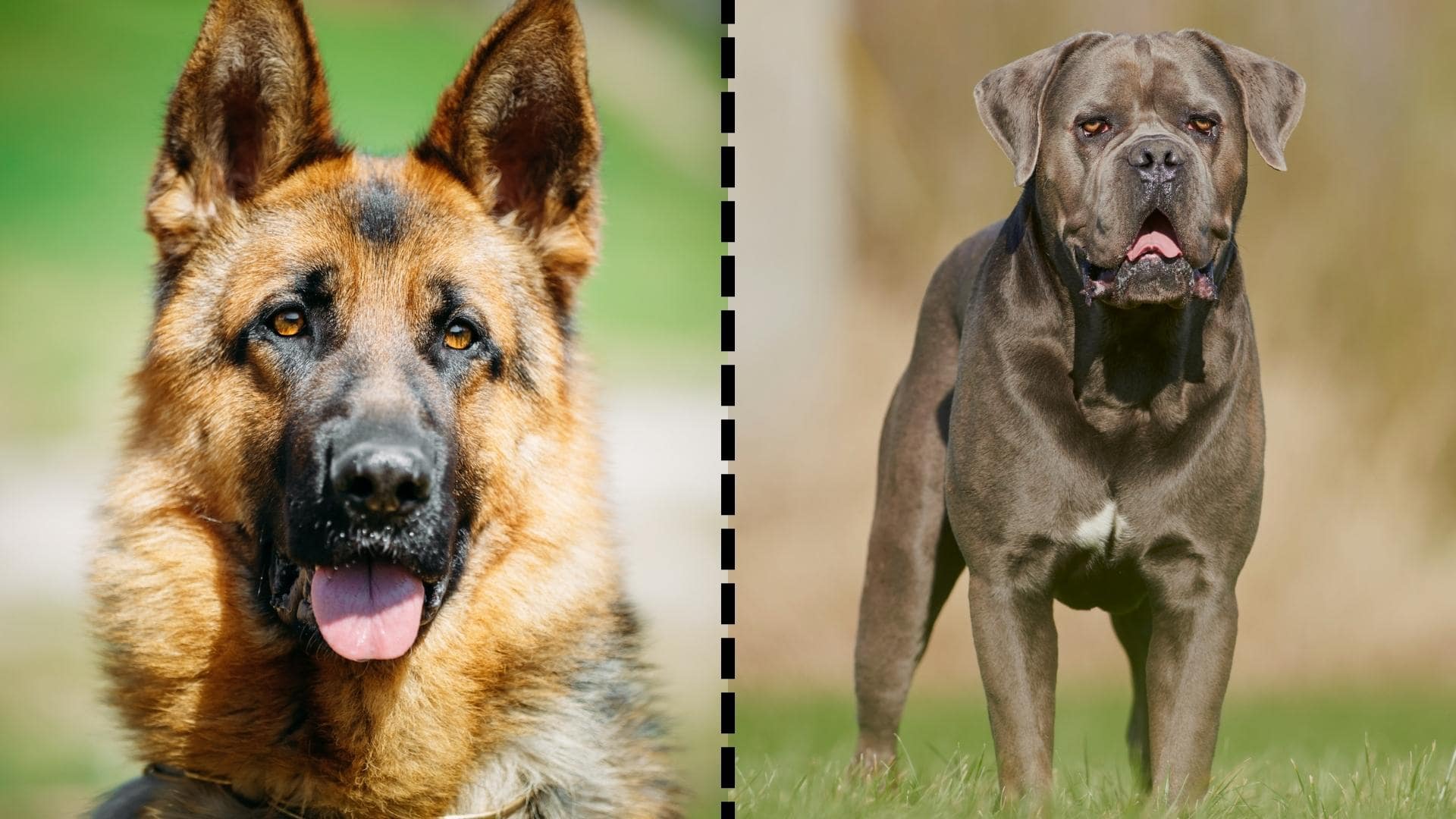 The Cane Corso German Shepherd Mix: All You Need To Know