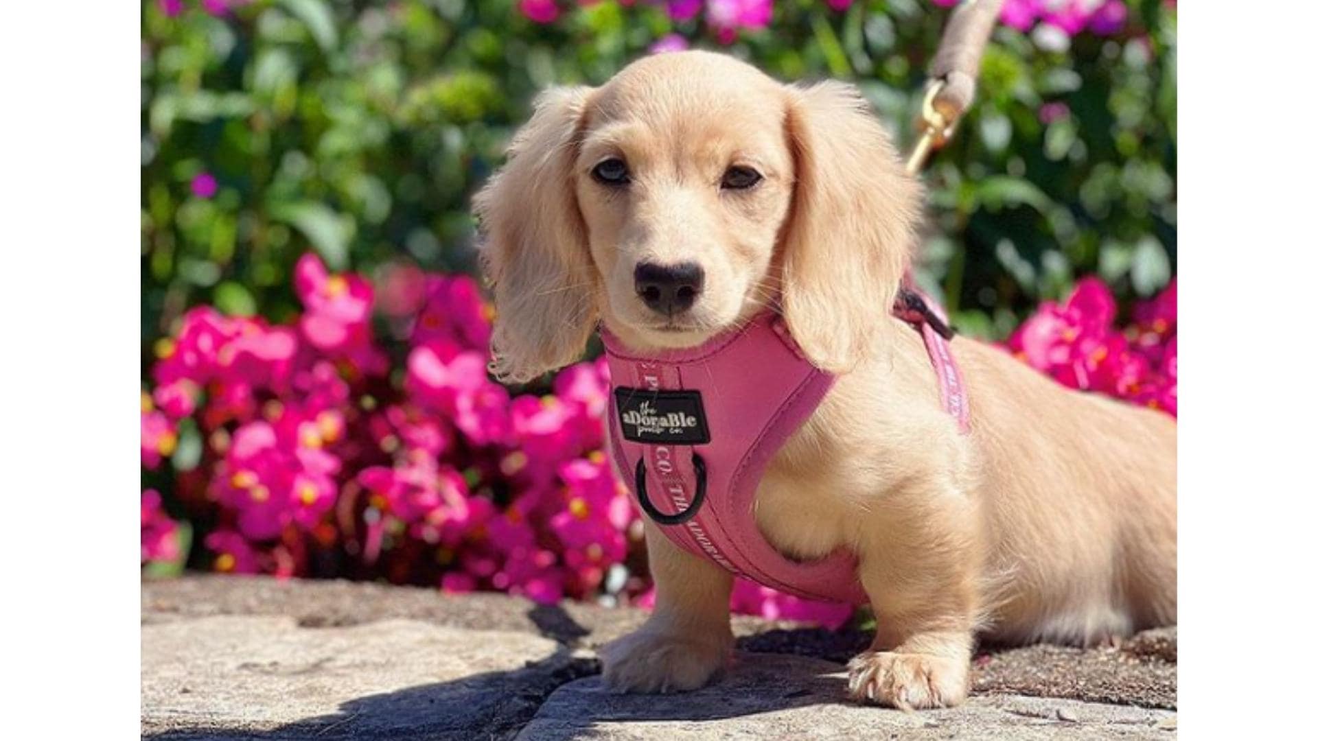 English Cream Dachshund: Types, Cost, Health Info & More!