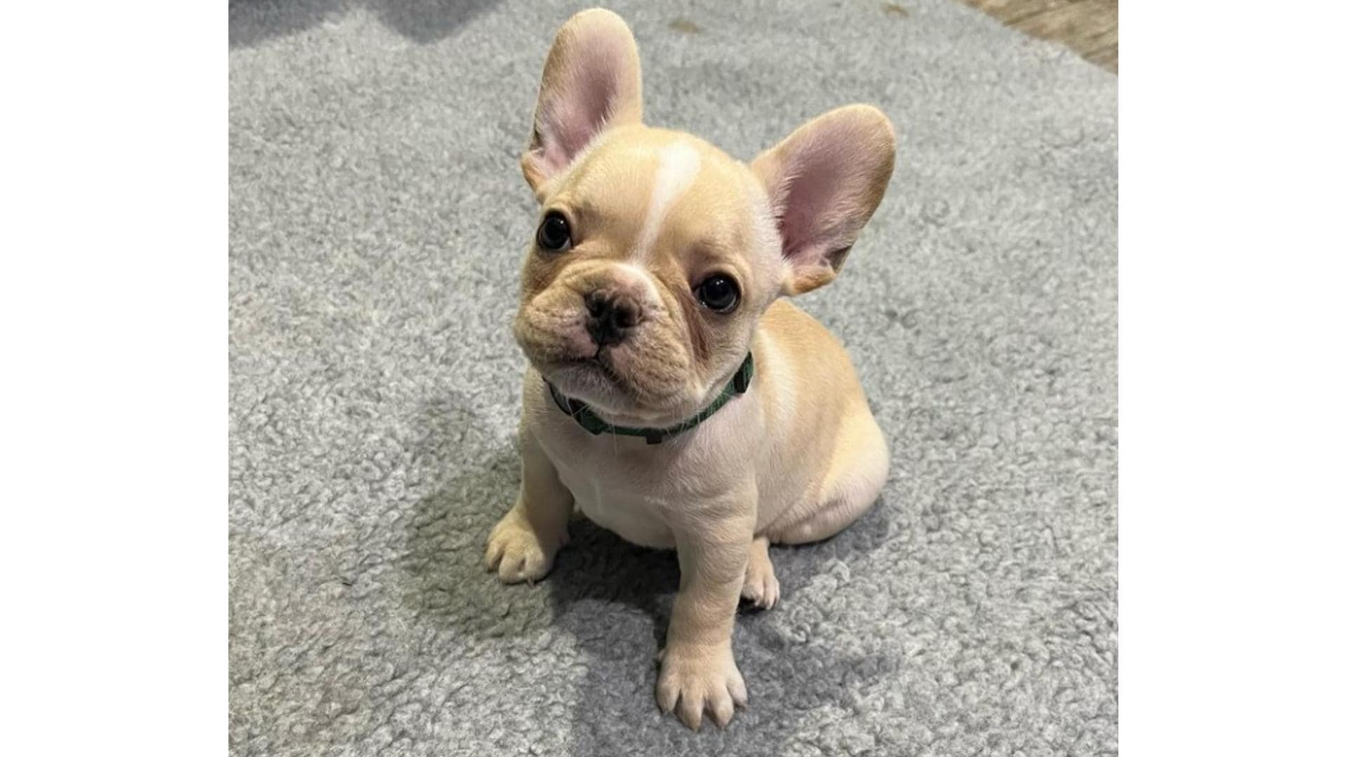 Cream French Bulldog: Complete Guide To These Rare Frenchies