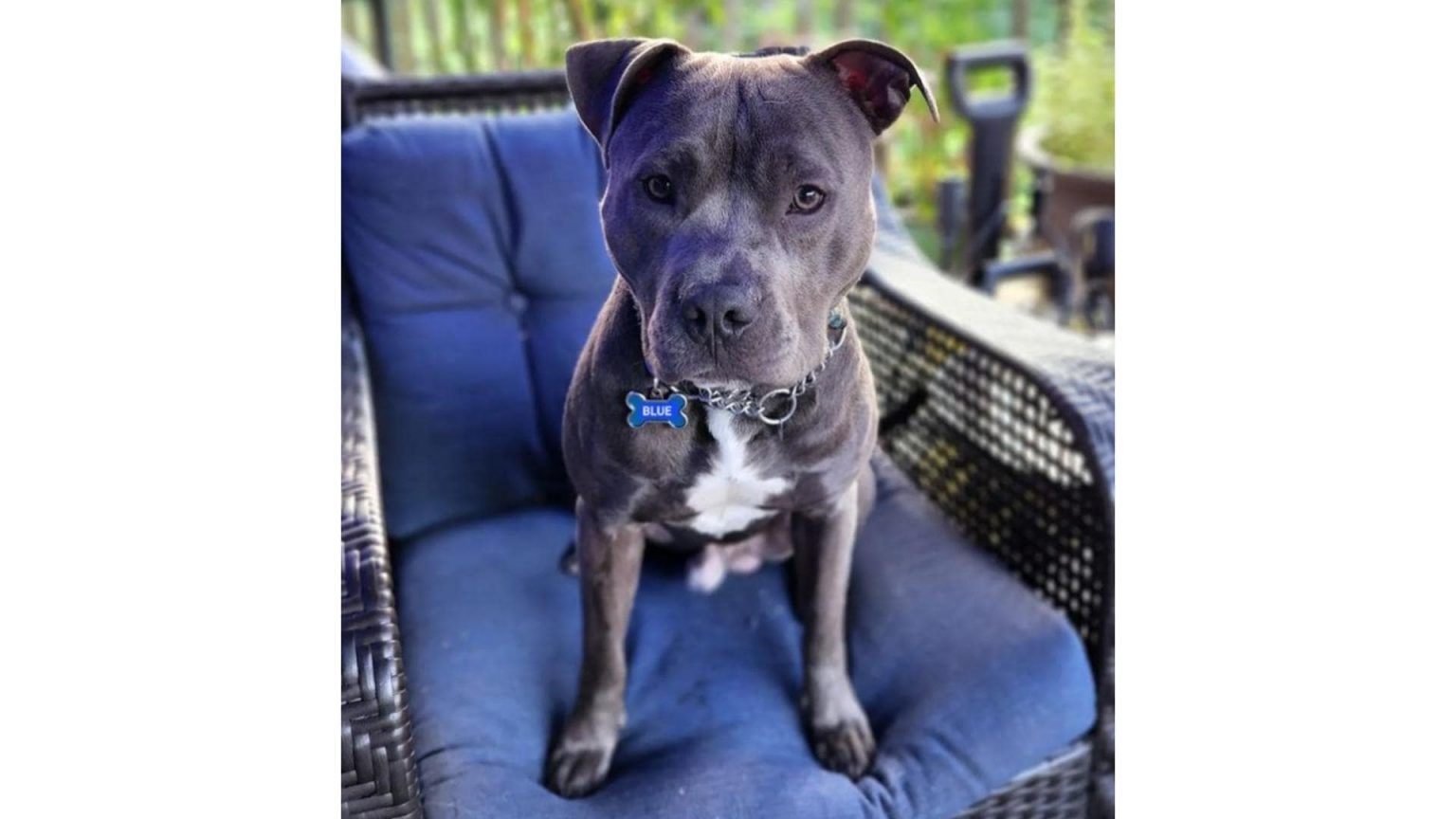 Blue American Bully: FAQs, Pictures, Cost, Care Guide & More!