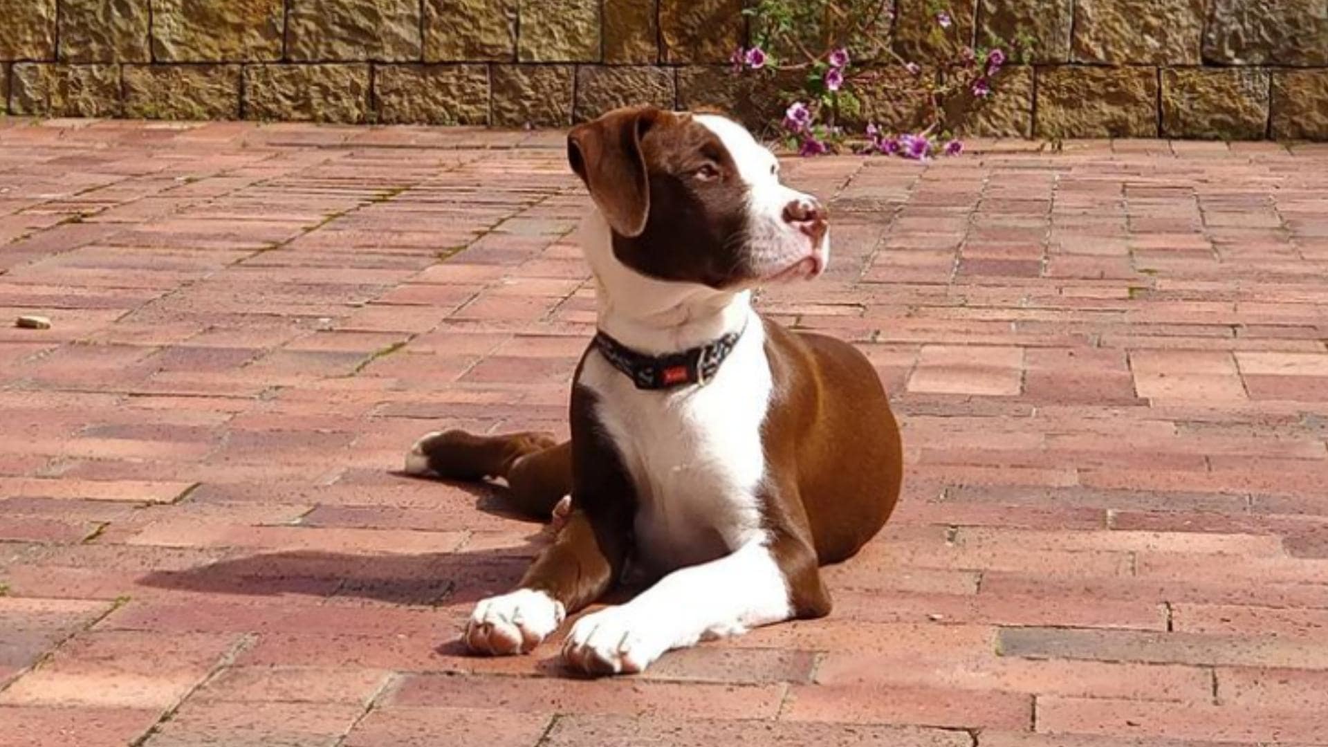 Dalmatian Pitbull Mix (AKA The Pitmation): Complete Guide