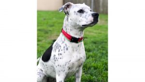 Dalmatian Pitbull Mix (AKA The Pitmation): Complete Guide