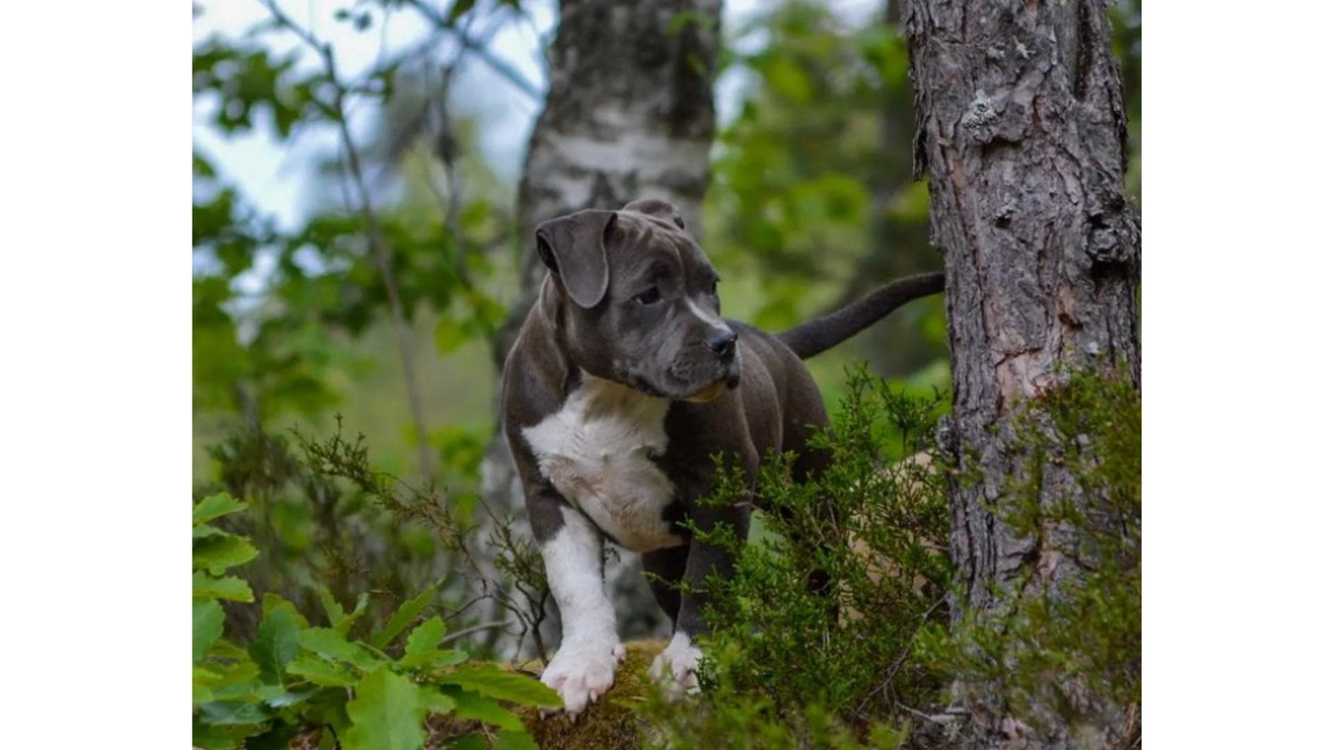 Blue American Bully: FAQs, Pictures, Cost, Care Guide & More!