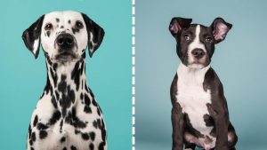 Dalmatian Pitbull Mix (AKA The Pitmation): Complete Guide