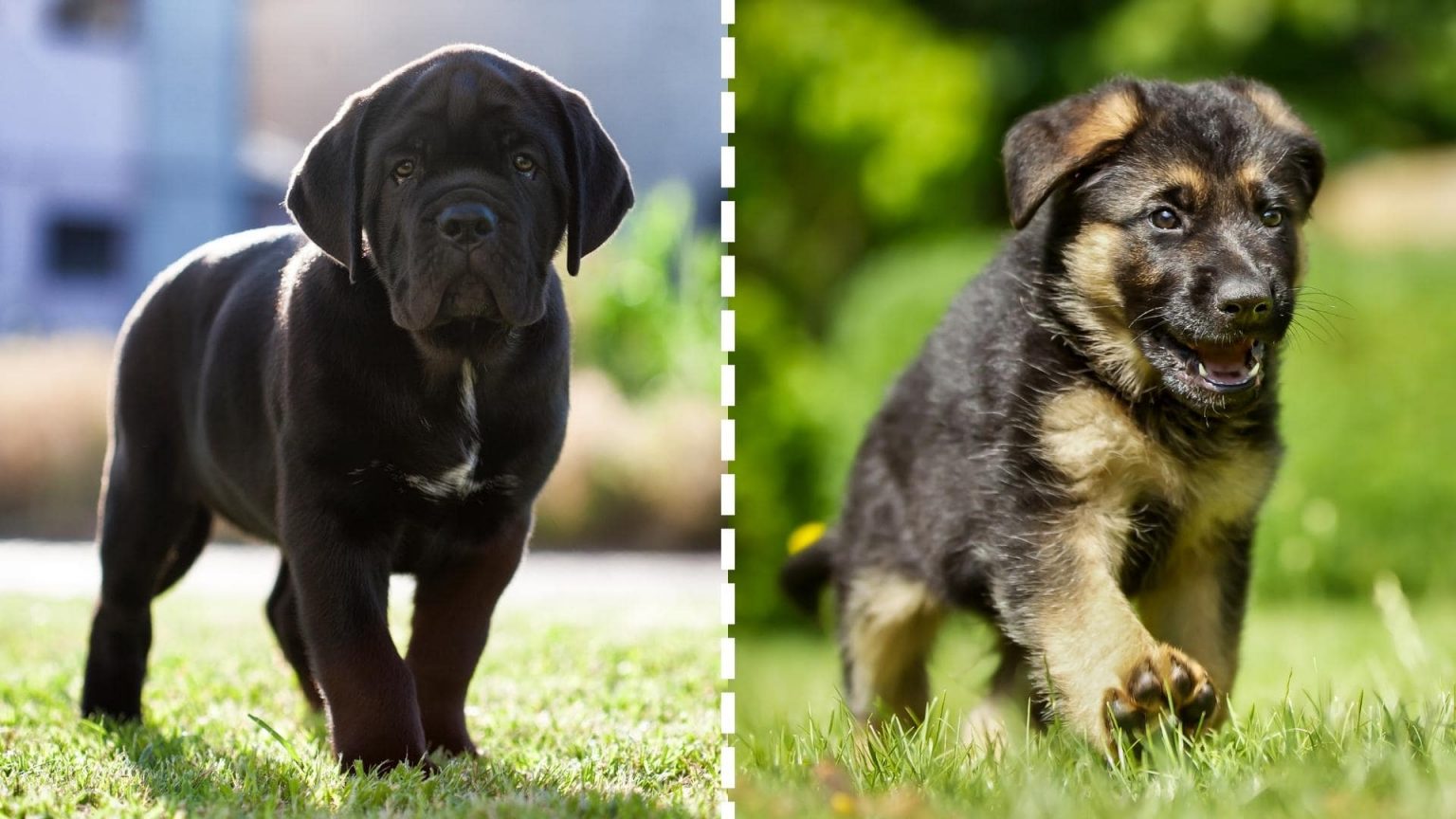 The Cane Corso German Shepherd Mix: All You Need To Know