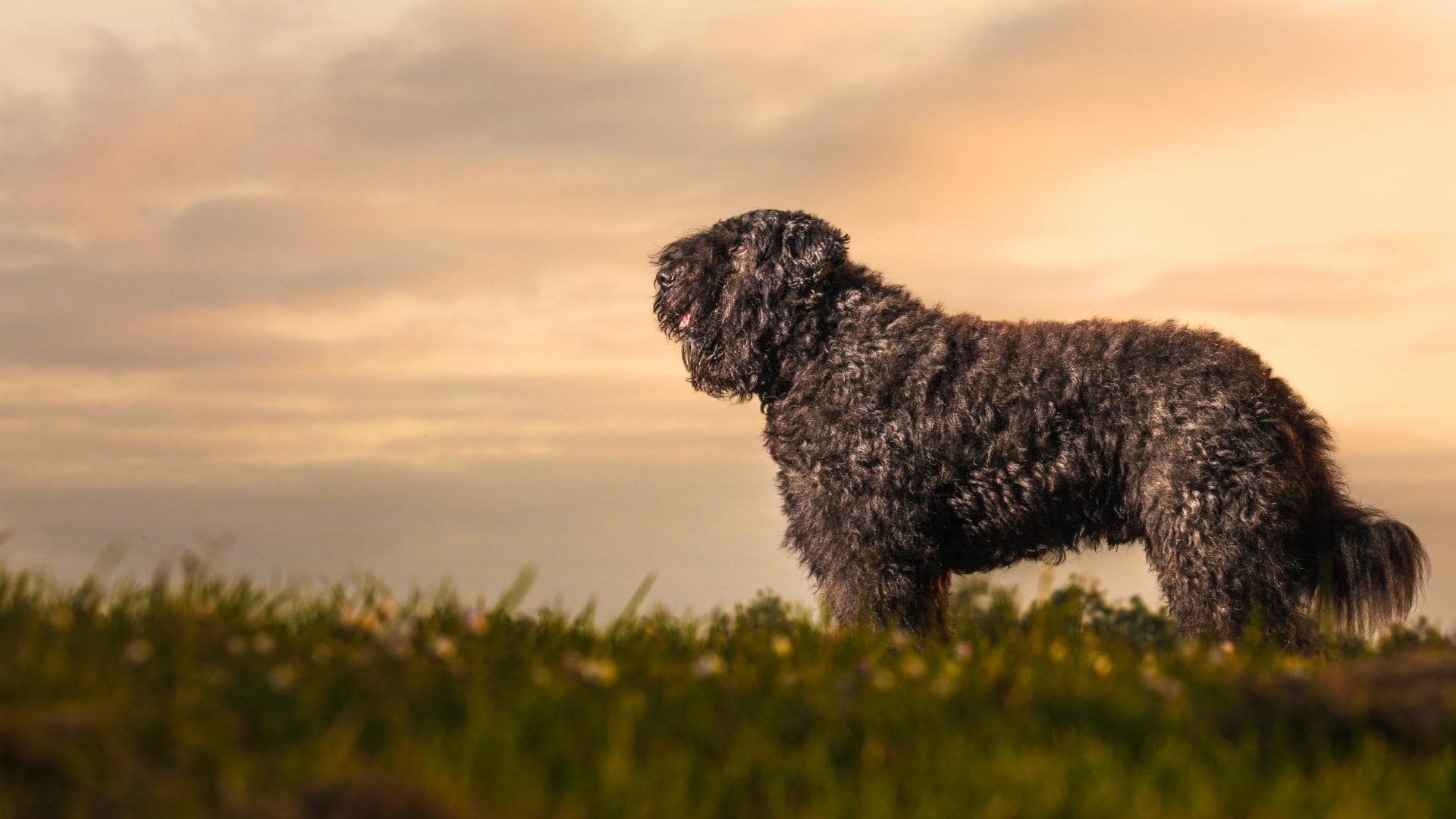 11 Beautiful Large Dog Breeds With Curly Hair