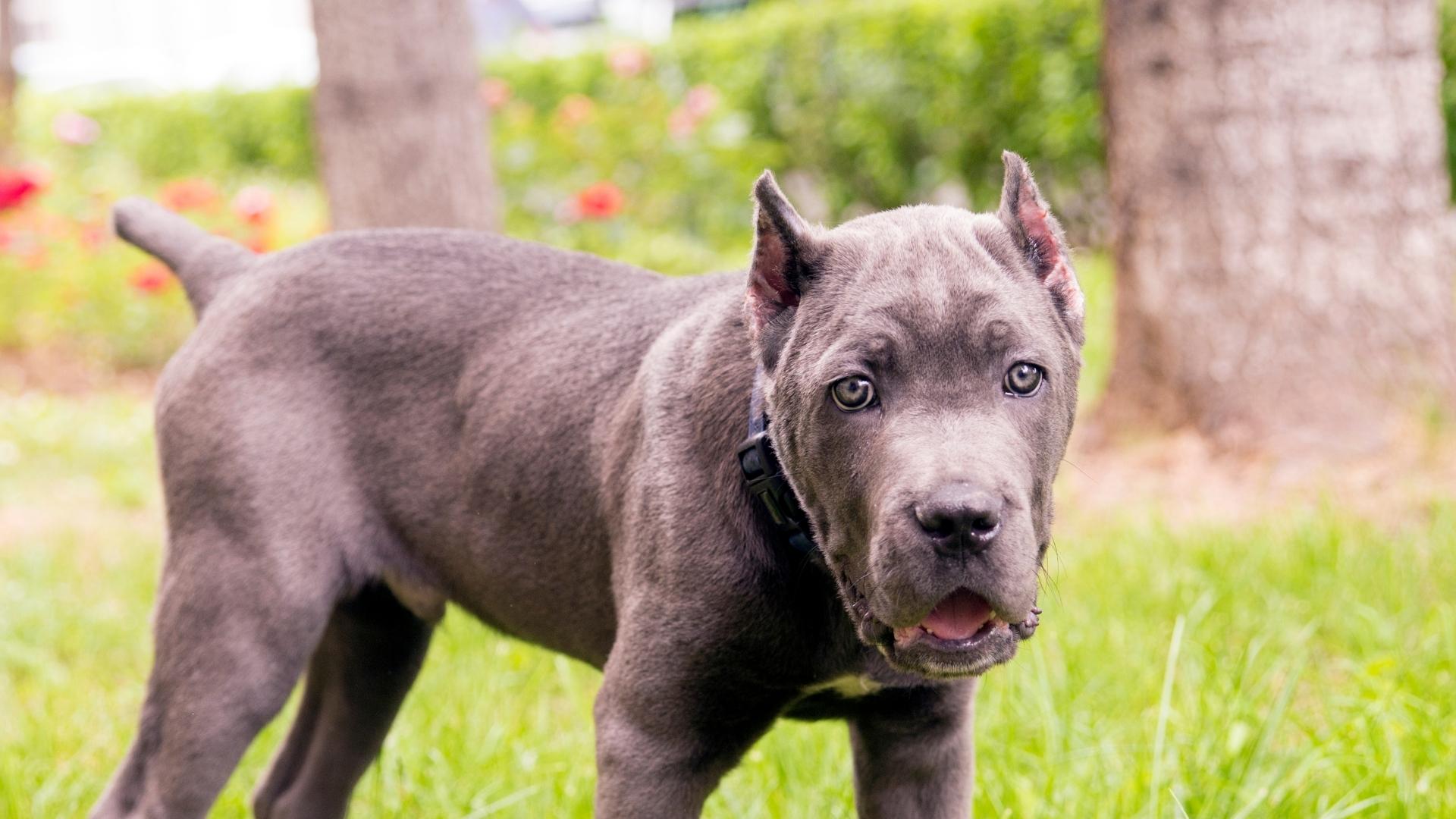 Cane Corso Ear Cropping: Why Are Cane Corso Ears Cropped?