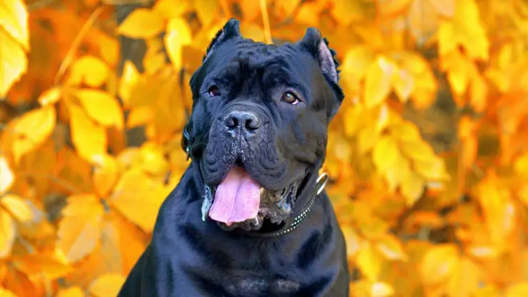 Cane Corso Ear Cropping: Why Are Cane Corso Ears Cropped?