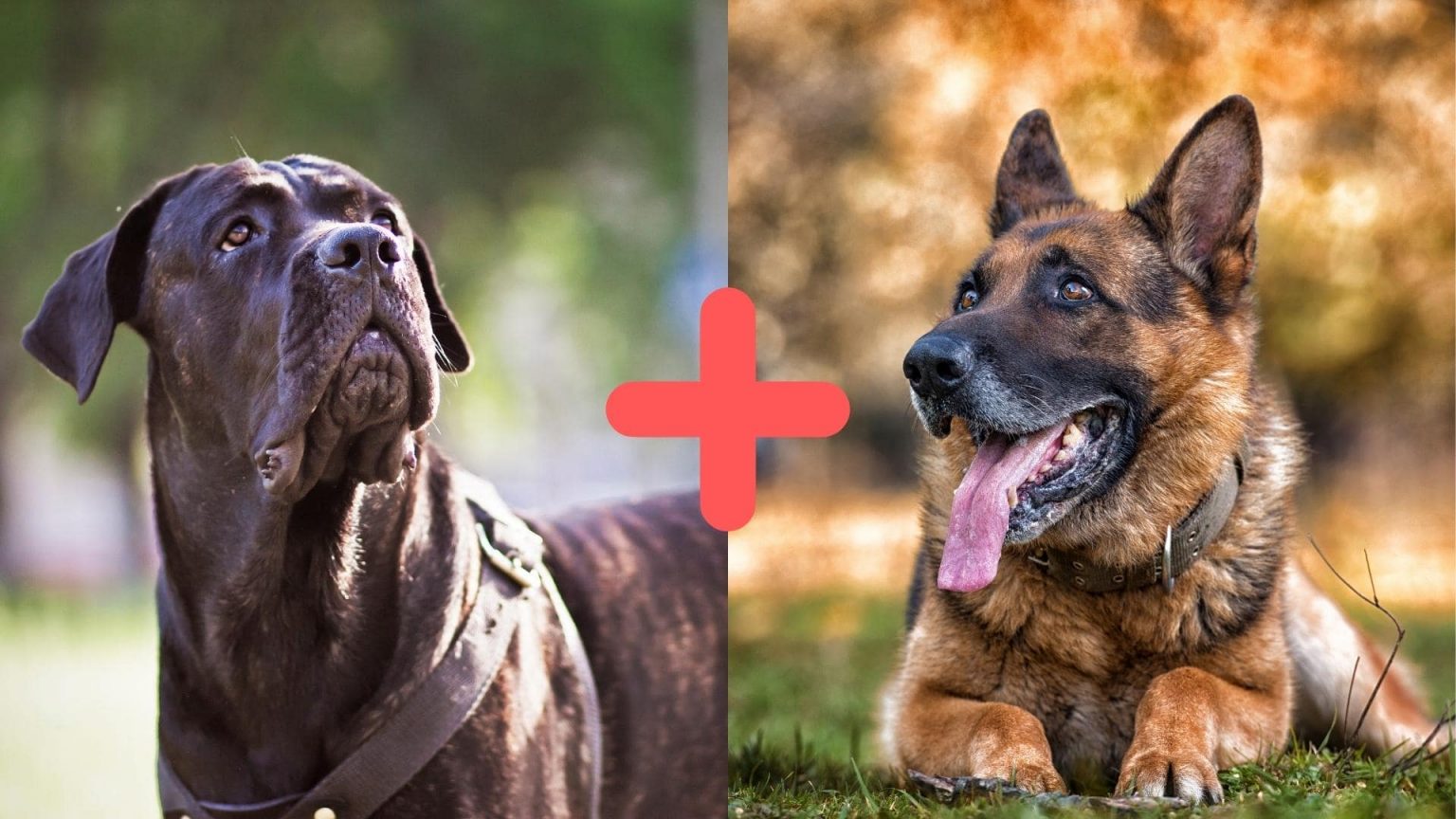 The Cane Corso German Shepherd Mix: All You Need To Know