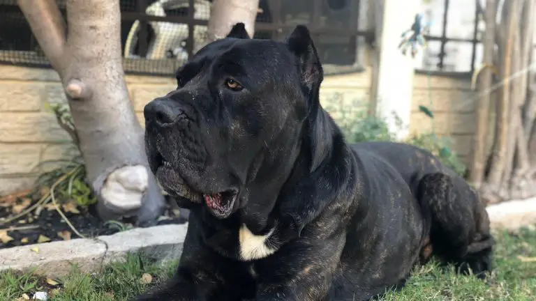 Cane Corso Ear Cropping: Why Are Cane Corso Ears Cropped?