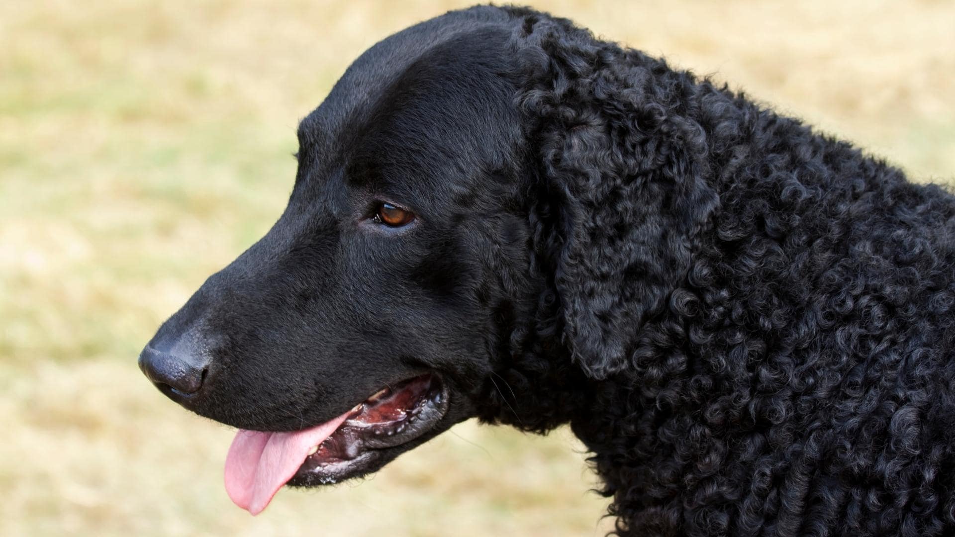 11 Beautiful Large Dog Breeds With Curly Hair