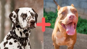 Dalmatian Pitbull Mix (AKA The Pitmation): Complete Guide