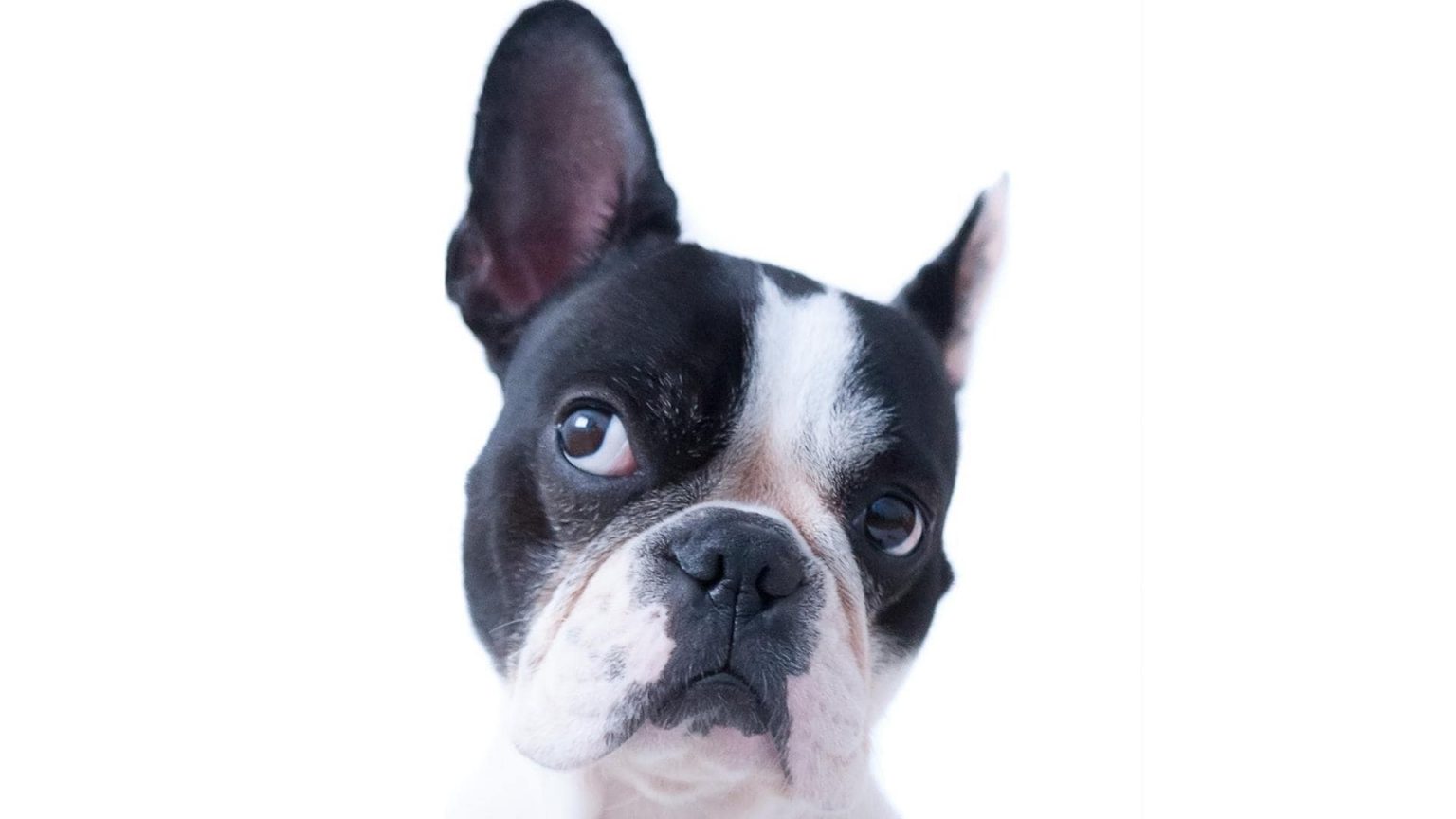 French Bulldog Ear Positions Chart