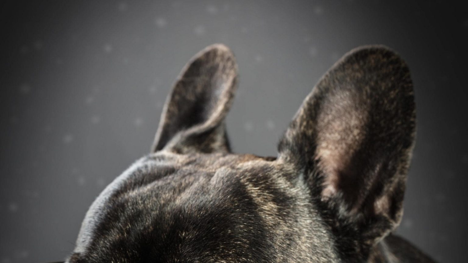 French Bulldog Ear Positions Chart