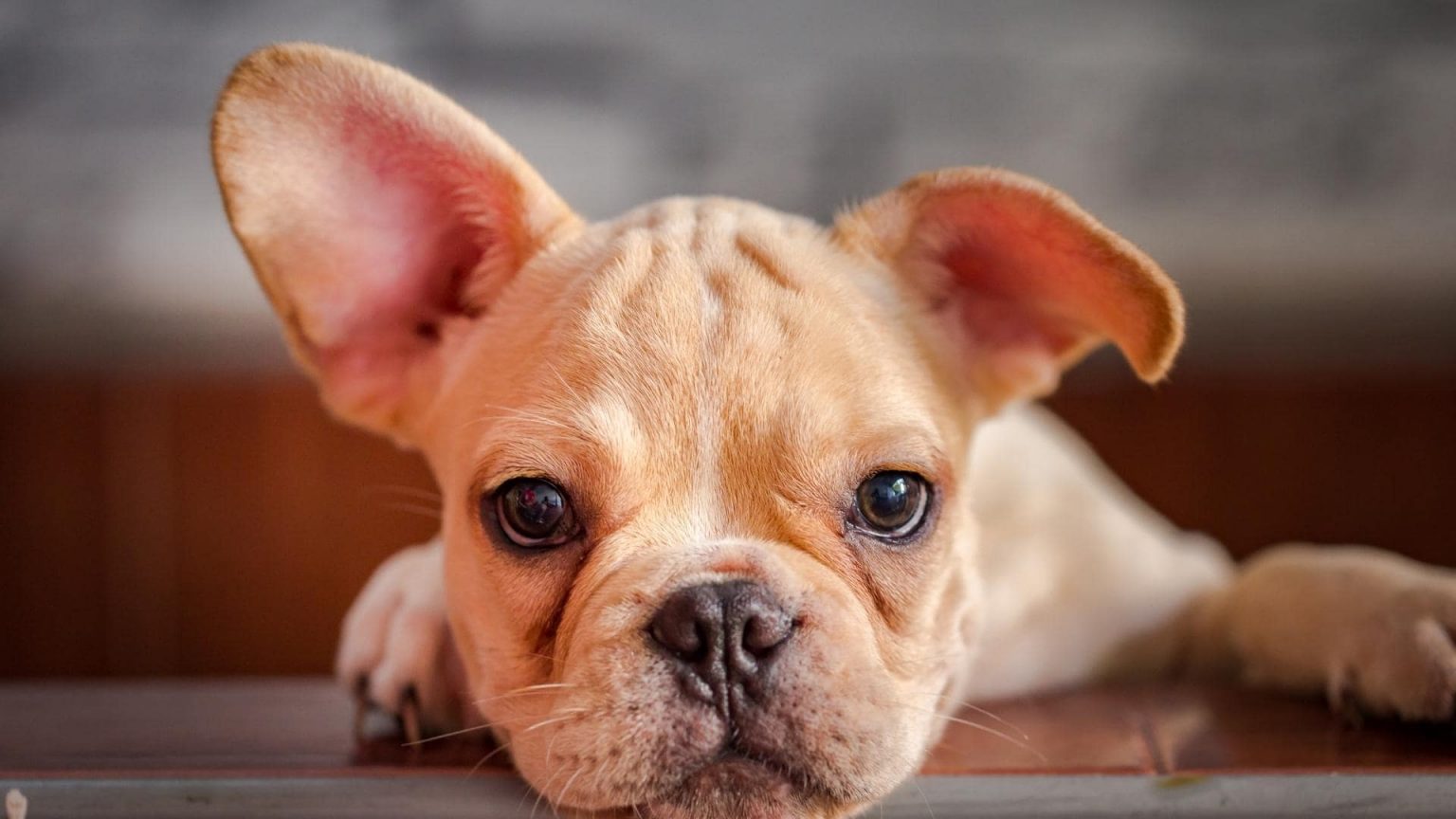 French Bulldog Floppy Ears: Why It Happens & 5 Fixes