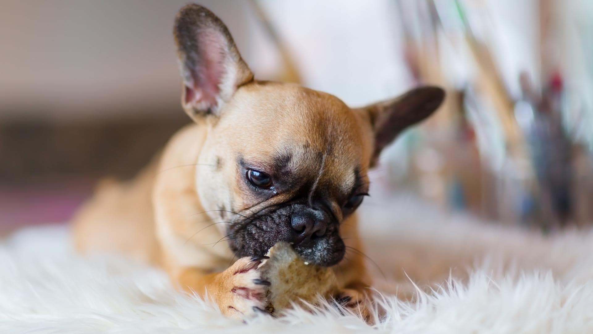 French Bulldog Floppy Ears: Why It Happens & 5 Fixes