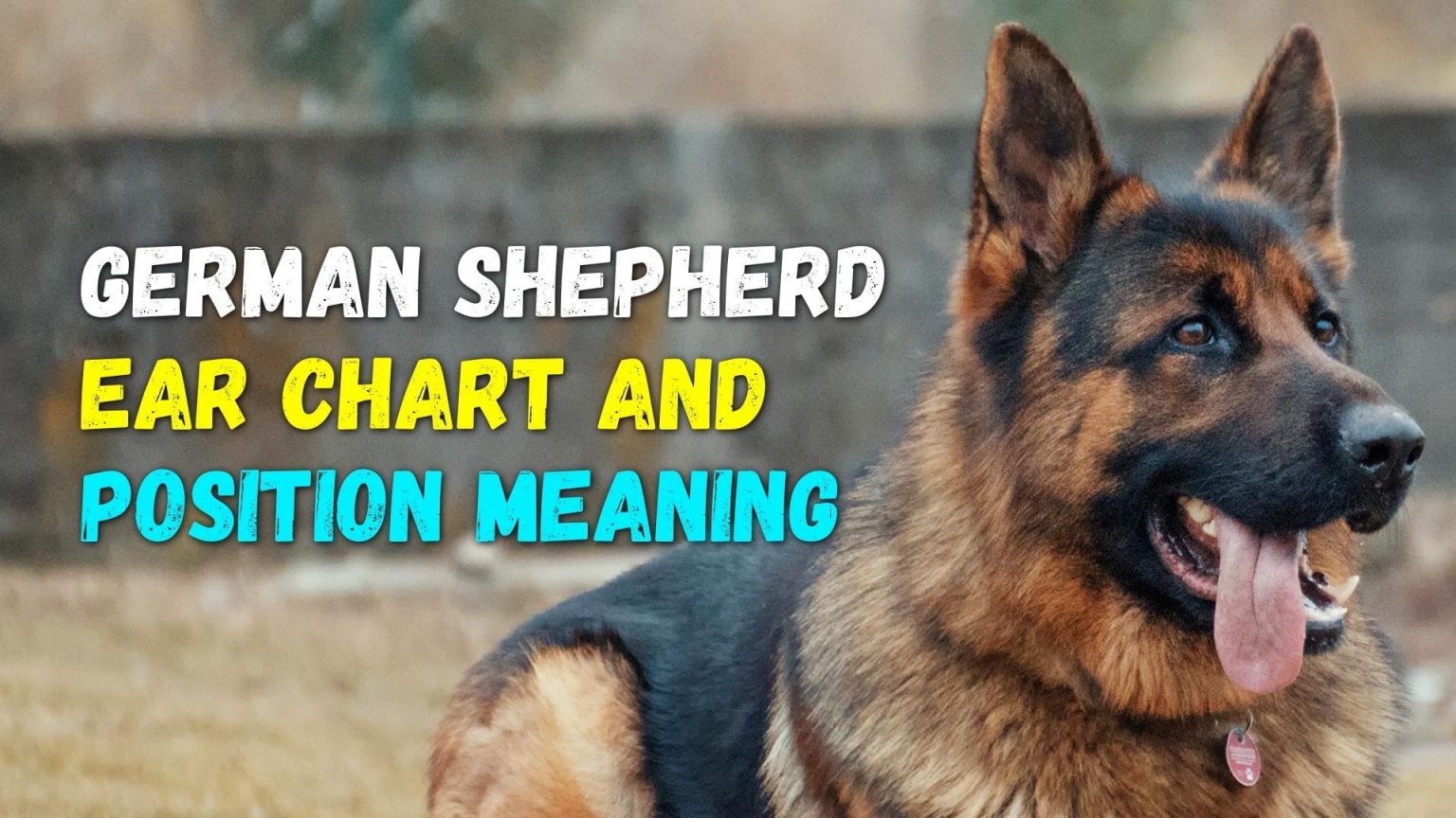 German Shepherd Ear Chart & Position Meanings (+ Ear Stages)