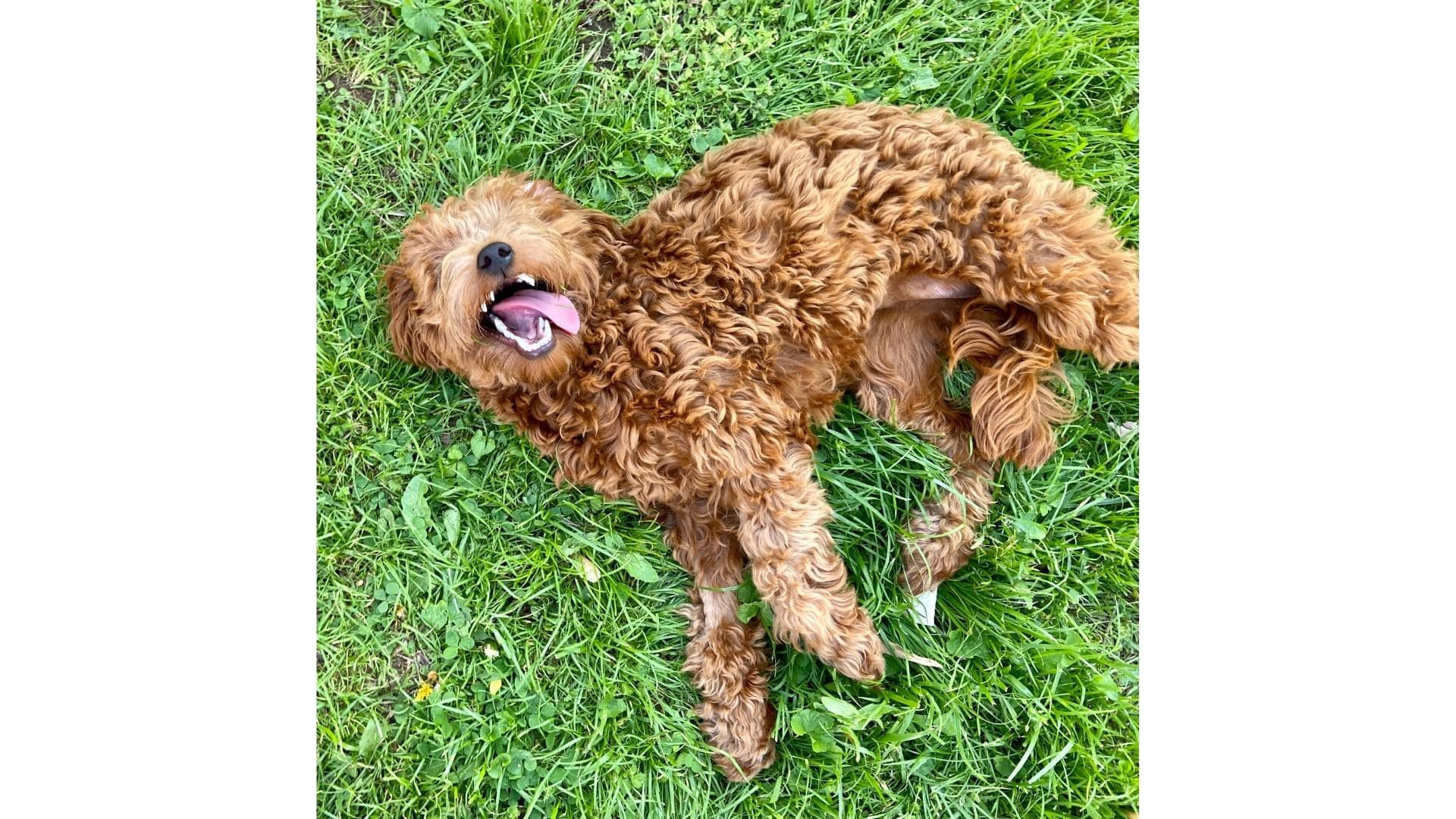 11 Beautiful Large Dog Breeds With Curly Hair