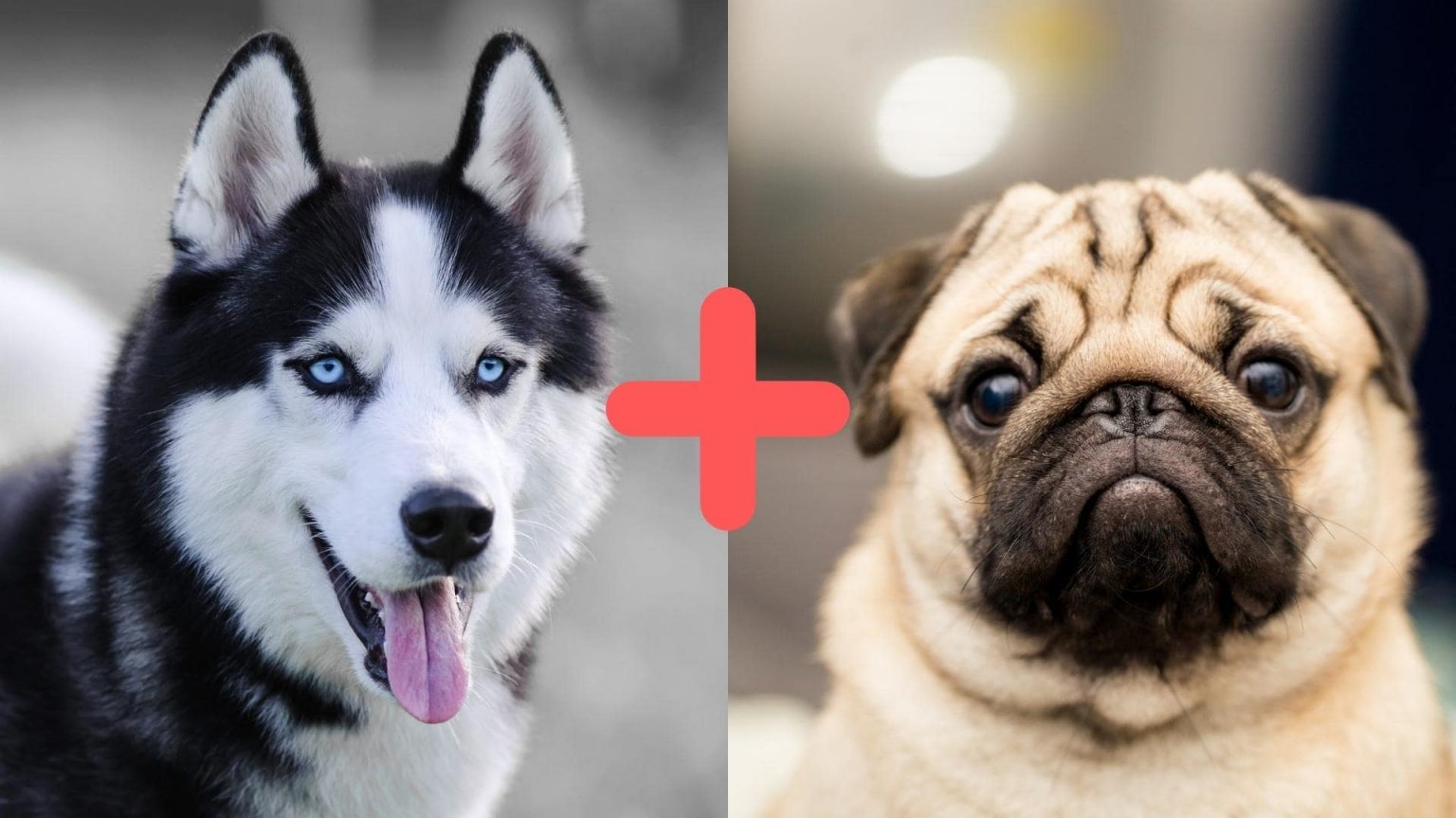 Husky Pug Mix (AKA Pugski): Complete Breed Guide