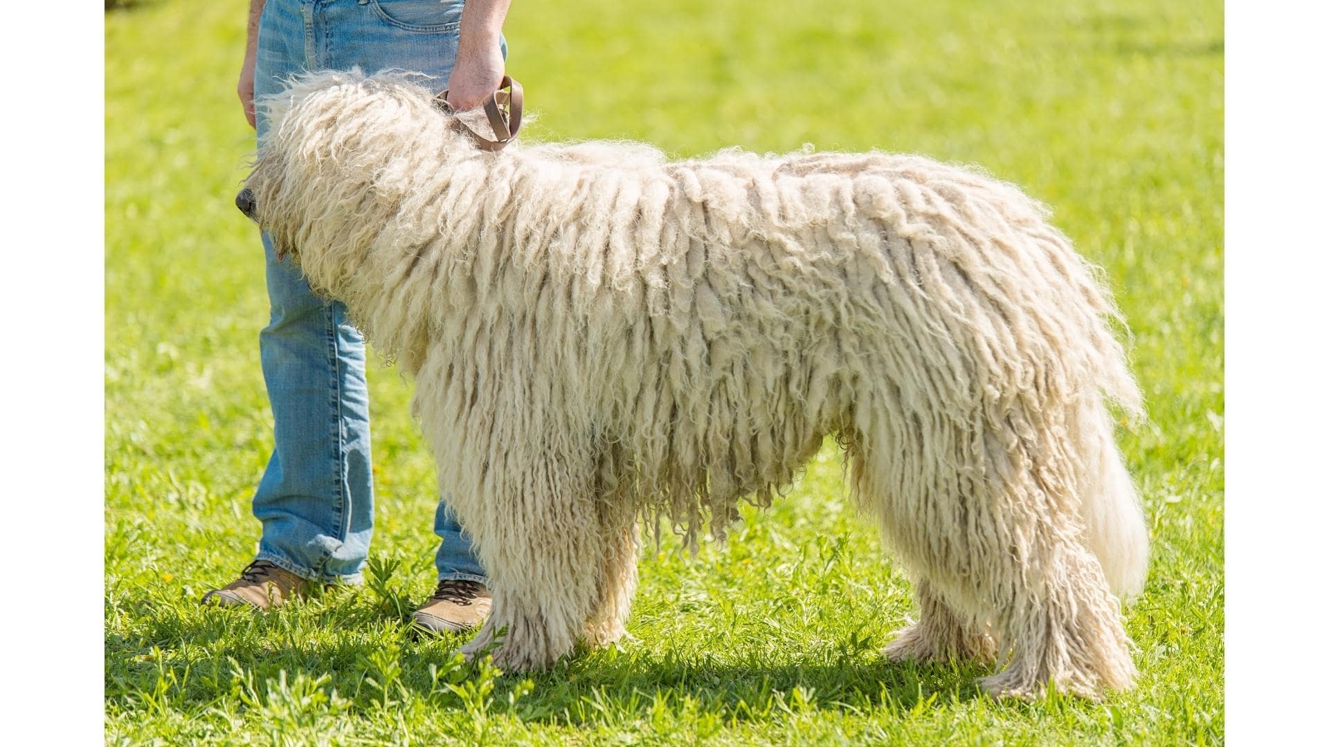 11 Beautiful Large Dog Breeds With Curly Hair