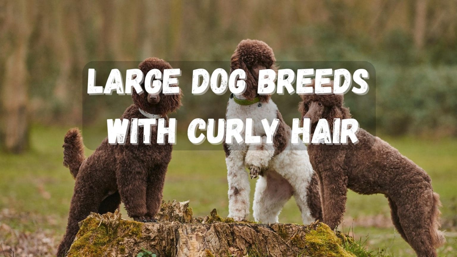 11 Beautiful Large Dog Breeds With Curly Hair