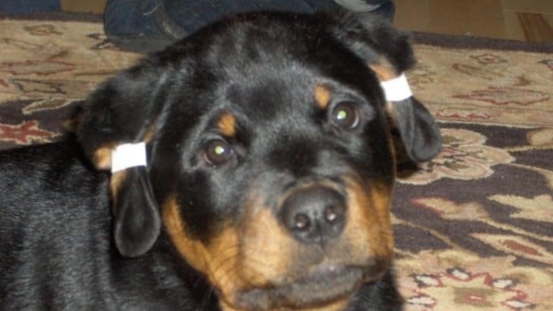 Rottweiler Ears: Taping, Cropping, Cleaning & More (Full Guide)