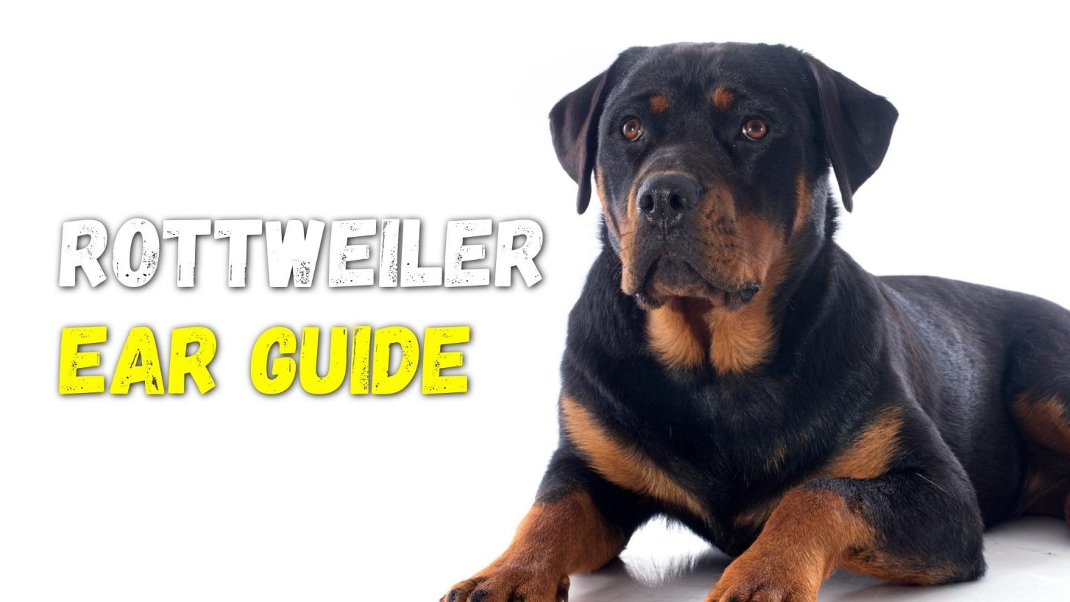 Rottweiler Ears: Taping, Cropping, Cleaning & More (Full Guide)