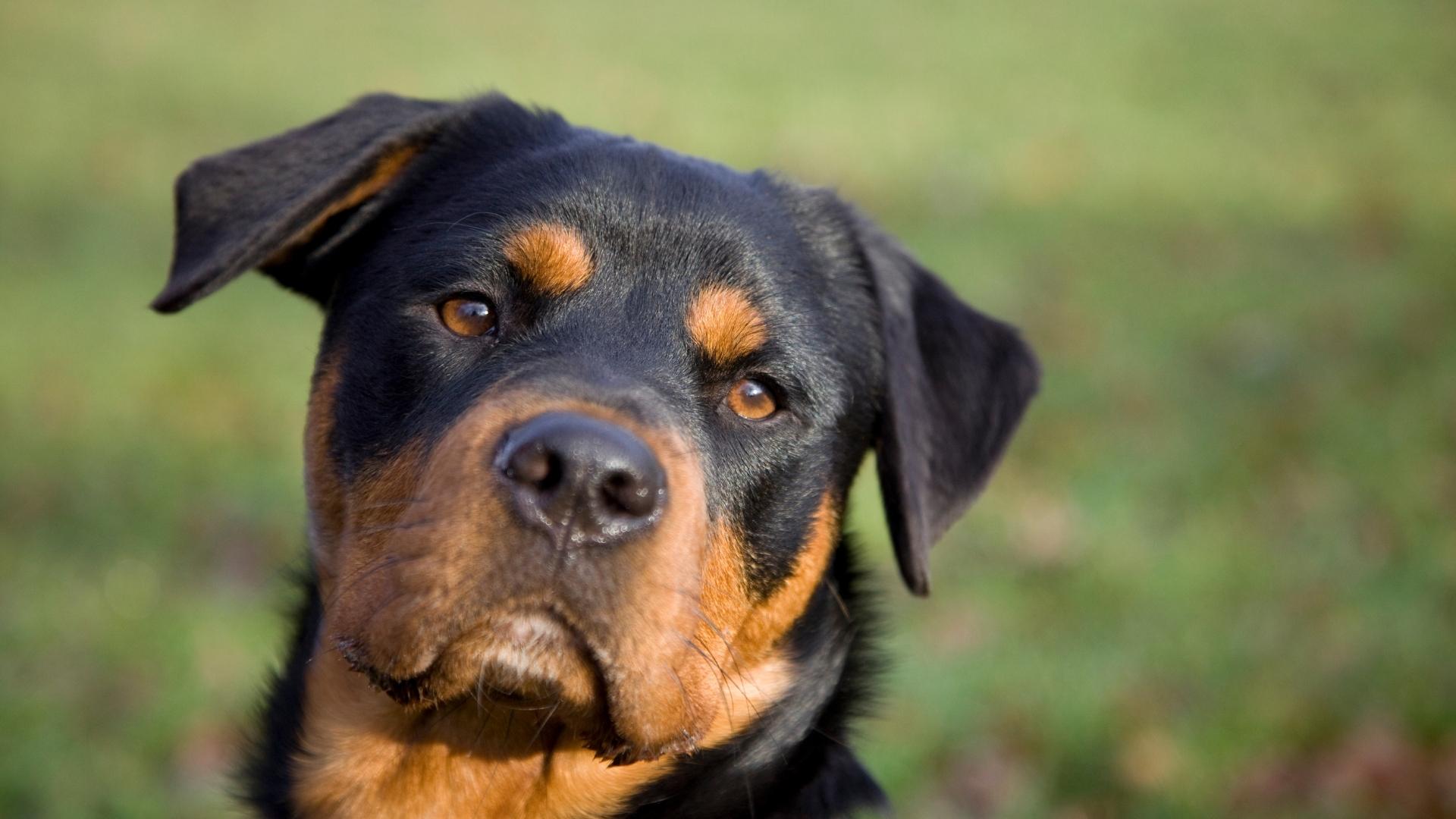 Rottweiler Ears: Taping, Cropping, Cleaning & More (Full Guide)