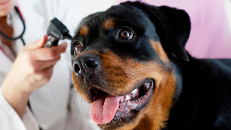 Rottweiler Ears: Taping, Cropping, Cleaning & More (Full Guide)