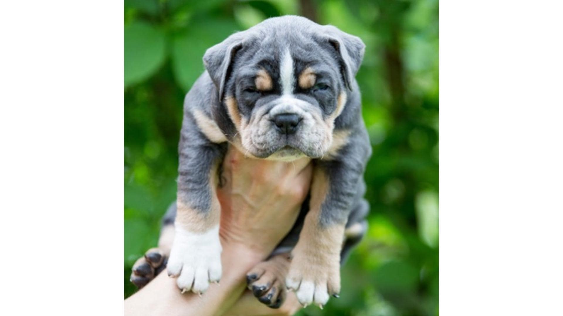 The Tri Color Bully: Facts, Coat Colors, Cost & More!
