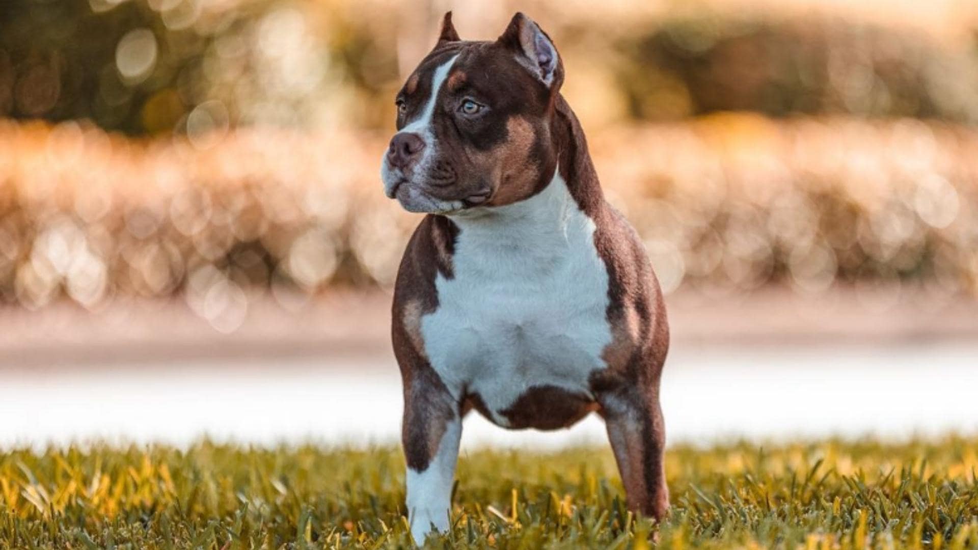 The Tri Color Bully: Facts, Coat Colors, Cost & More!