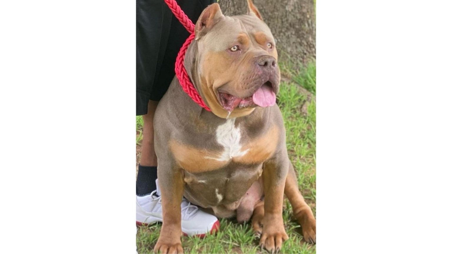 The Tri Color Bully: Facts, Coat Colors, Cost & More!