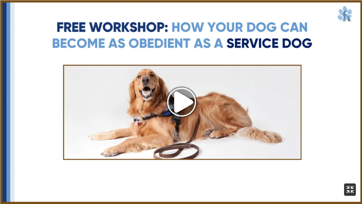 Top 9 Best Online Dog Training Courses [2022 Update]
